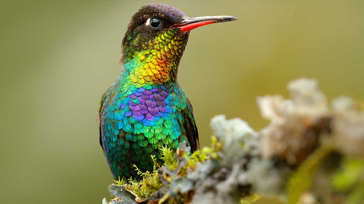 Por qué el colibrí es importante para los ecosistemas