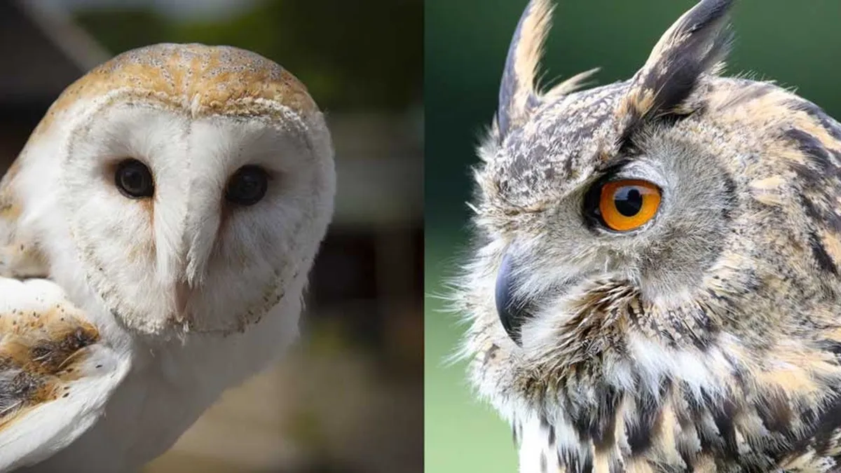 Qué diferencia hay entre un búho y una lechuza