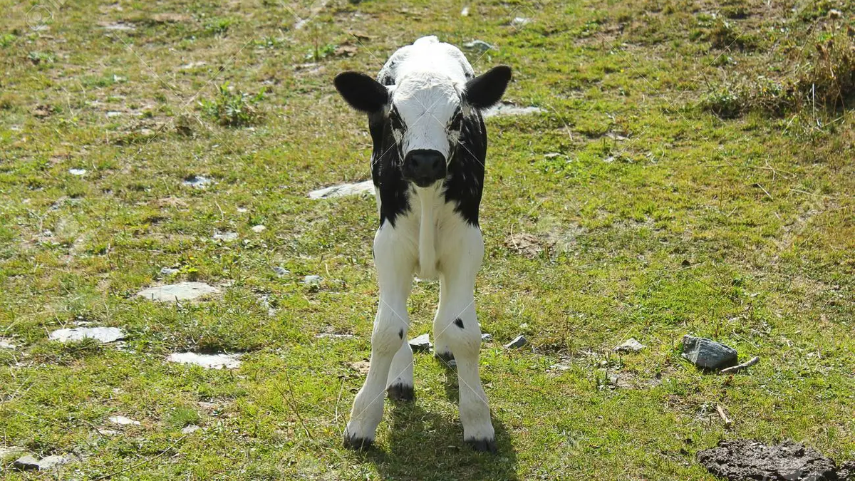 Conmoción por el nacimiento de un ternero con dos cabezas en Córdoba