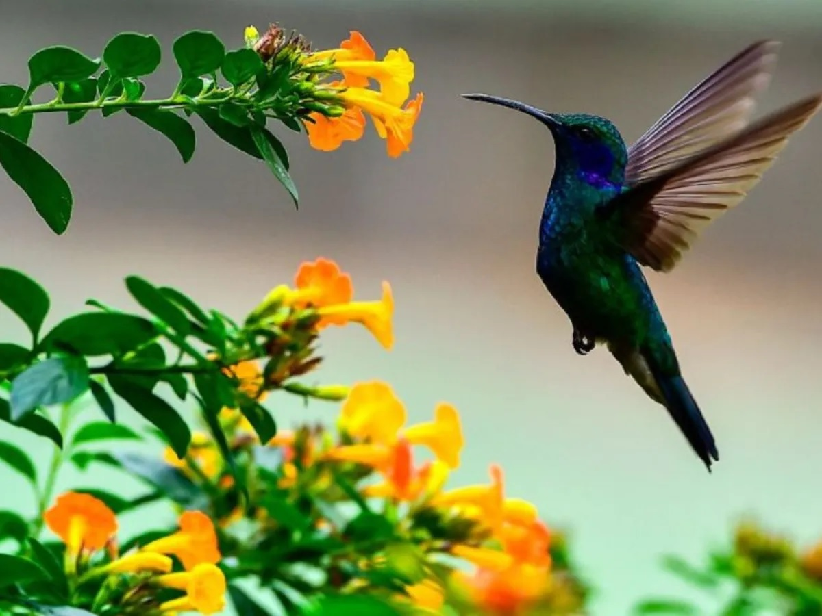 El increíble significado simbólico de los nidos de colibríes en tu jardín
