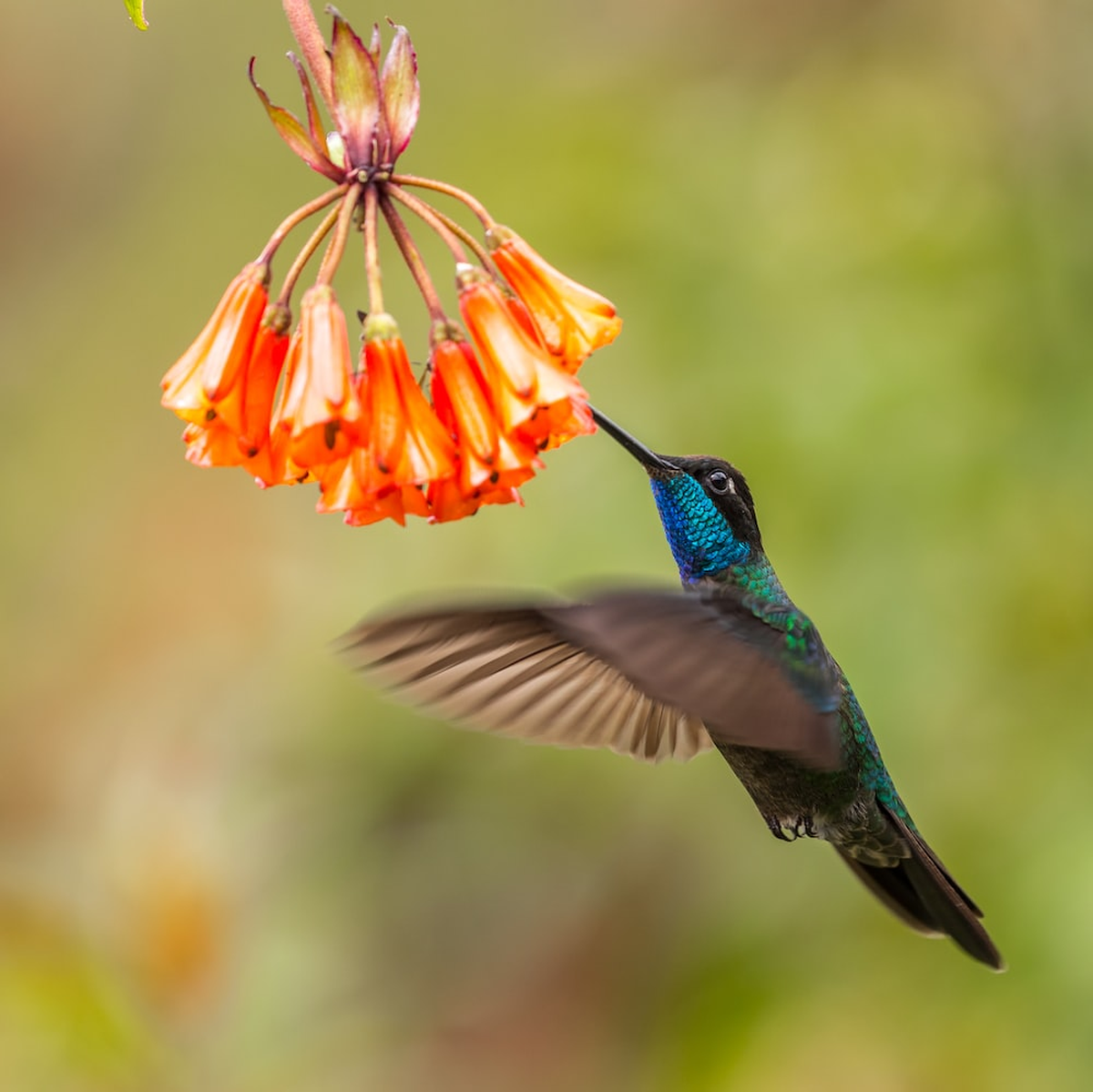 Tatuarse un colibrí azul: el increíble mensaje que esconde