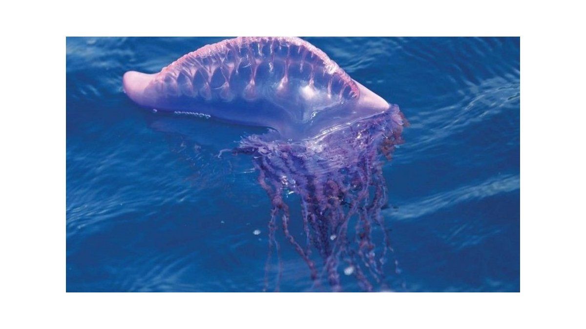 ¿Qué es la “carabela portuguesa”, que obligó a cerrar algunas playas de ...