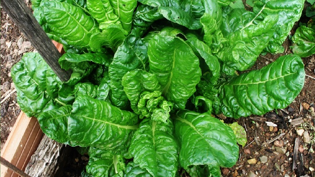 3 recetas ricas y fáciles con acelga