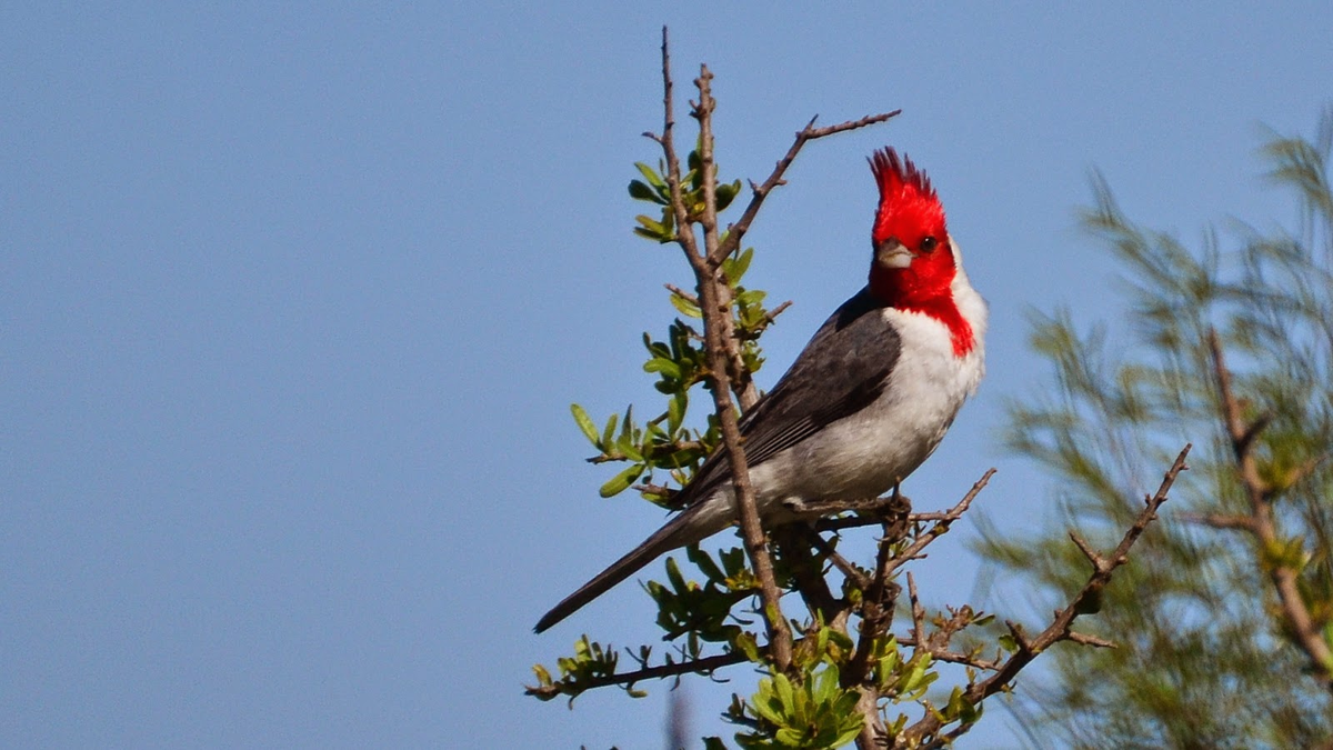 Qué significa ver un cardenal, el ave de gran simbolismo y belleza