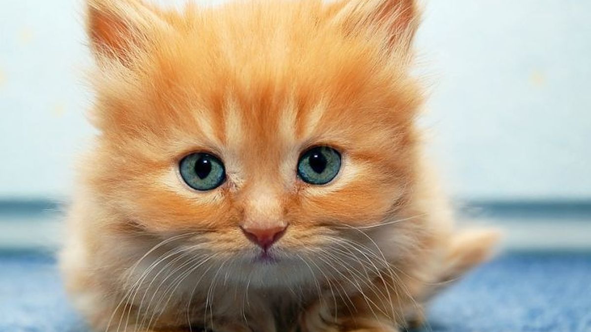 ¿Por qué se celebra hoy el día internacional del gato?