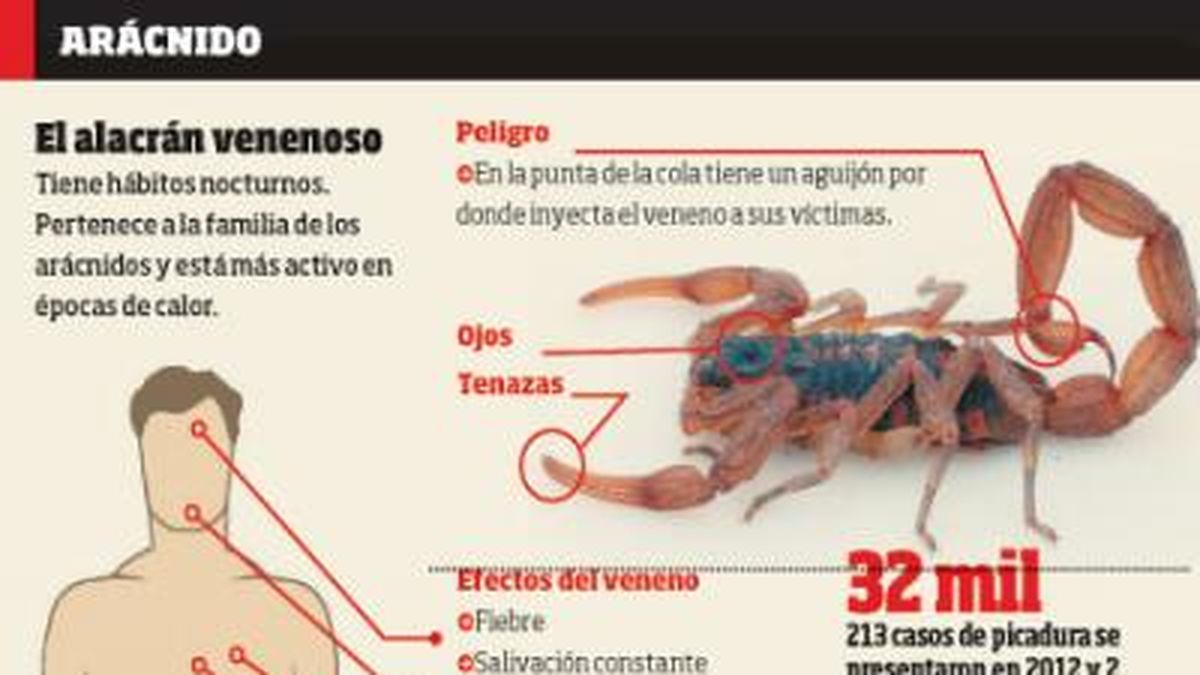 ¿Qué hacer ante la picadura de un alacrán?