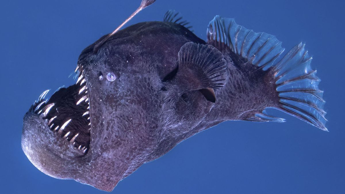Qué significa el histórico avistamiento del pez diablo negro fuera de ...