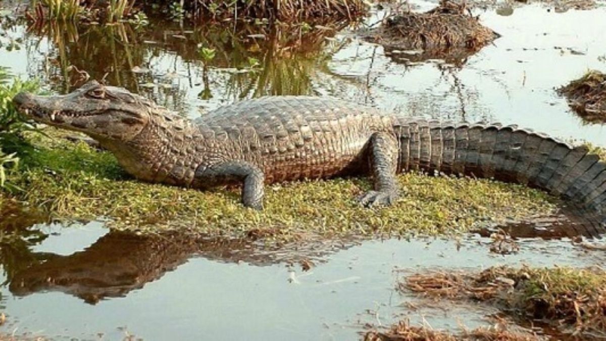 Alerta por el Fenómeno del Niño: guía esencial para saber qué hacer ante la presencia de yacarés ...