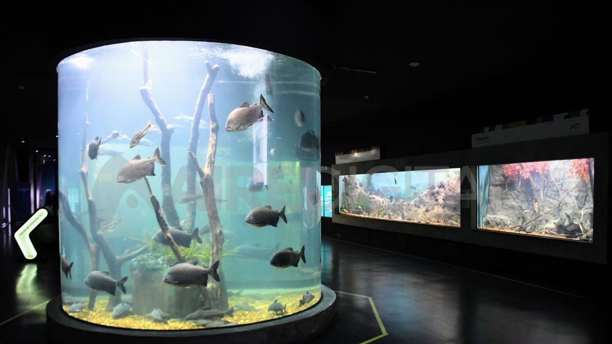 El Acuario del Río Paraná, el plan ideal para el verano en Rosario: qué ...