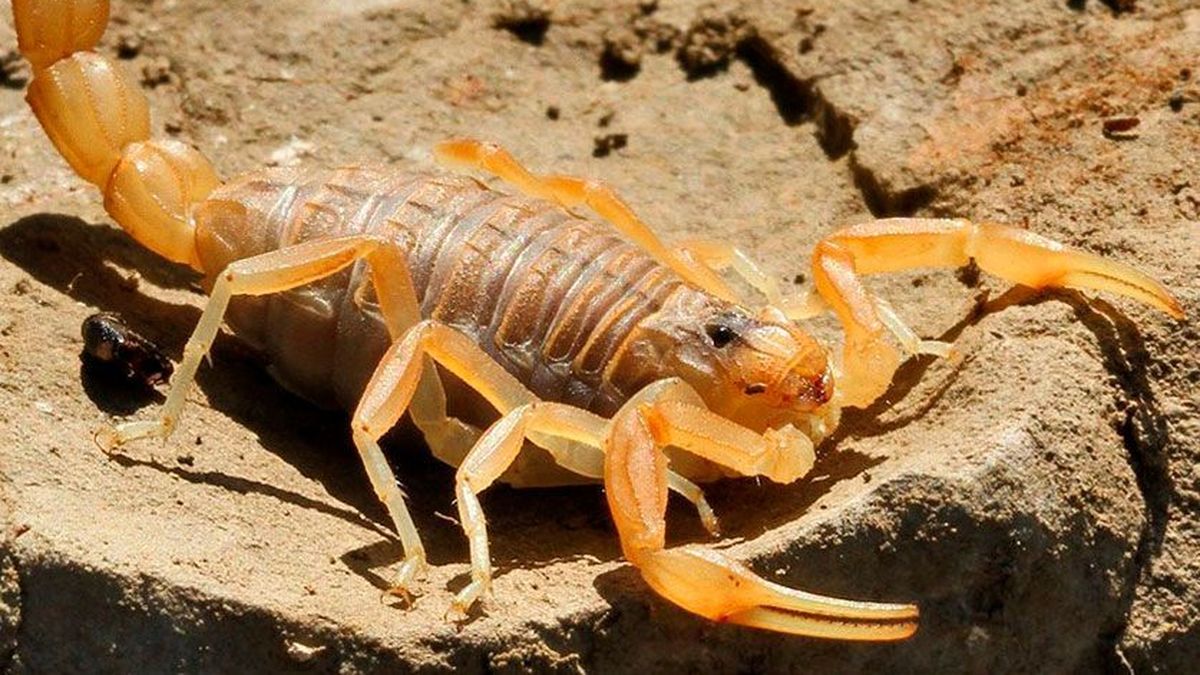 ¿Qué hay que hacer si aparece un alacrán?