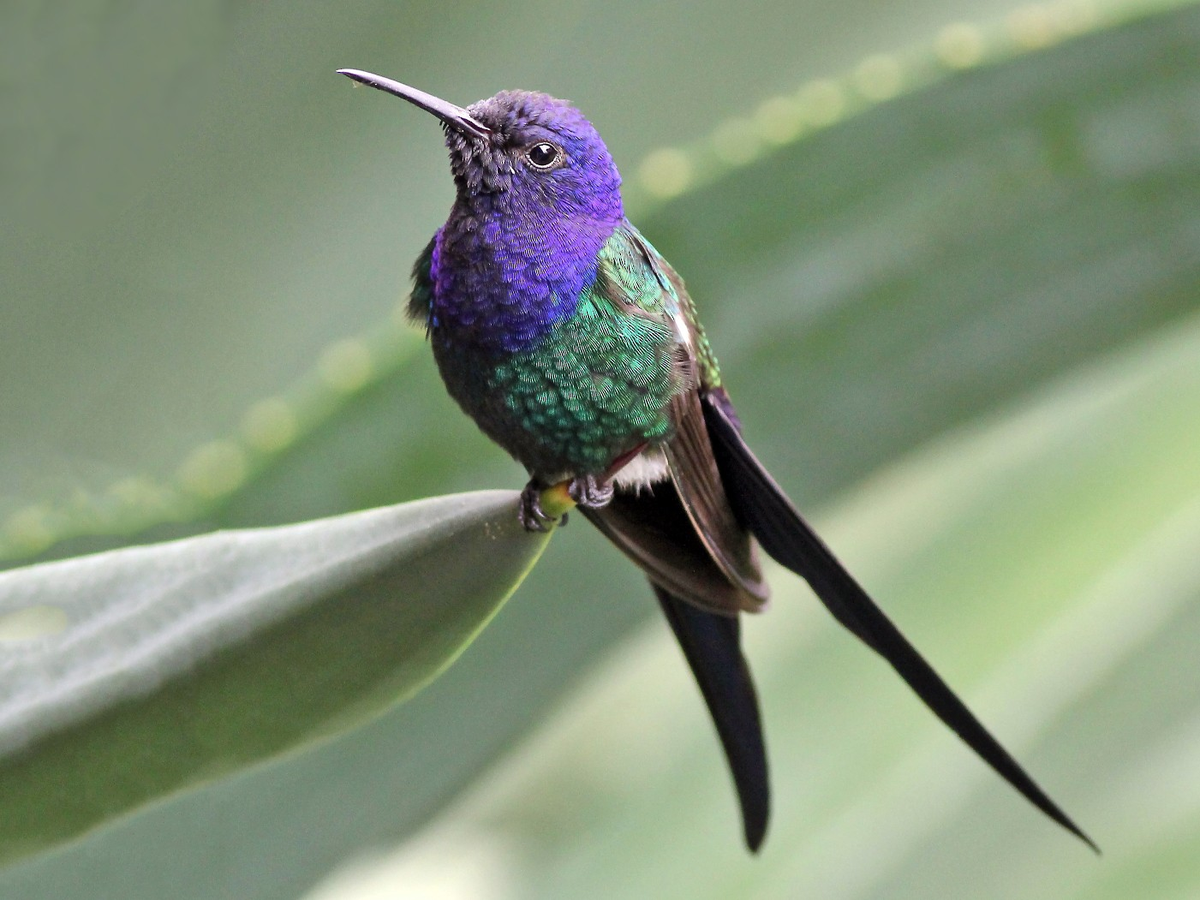 El increíble significado de ver un colibrí azul