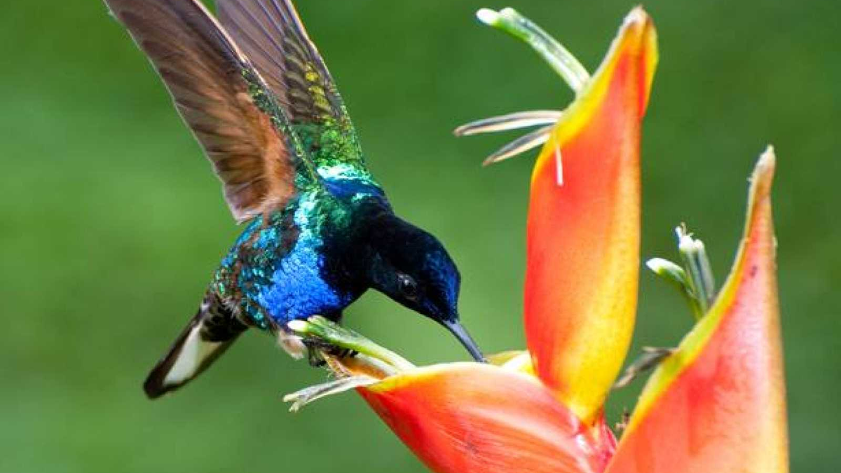 Qué significa que te visite un colibrí, según el feng shui