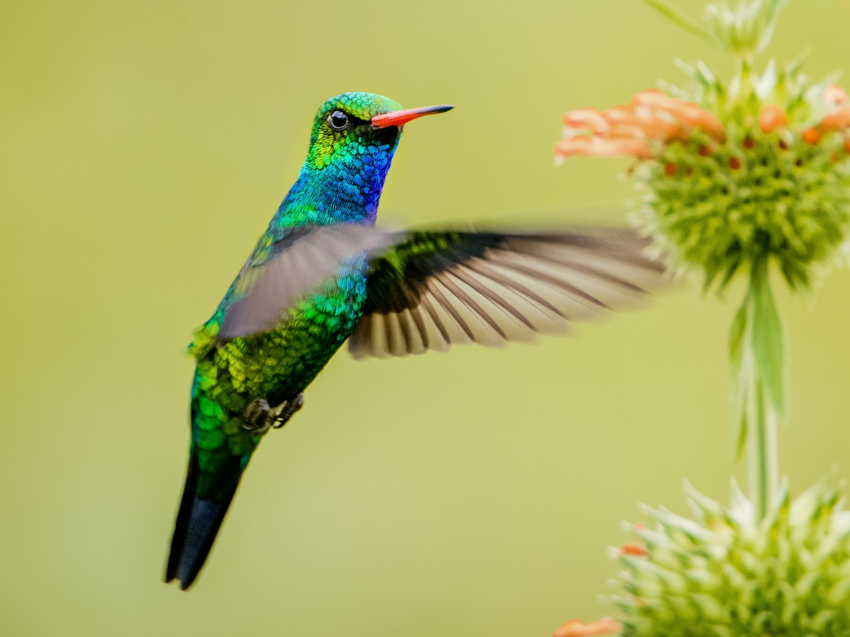 Diferencias entre un colibrí y un picaflor