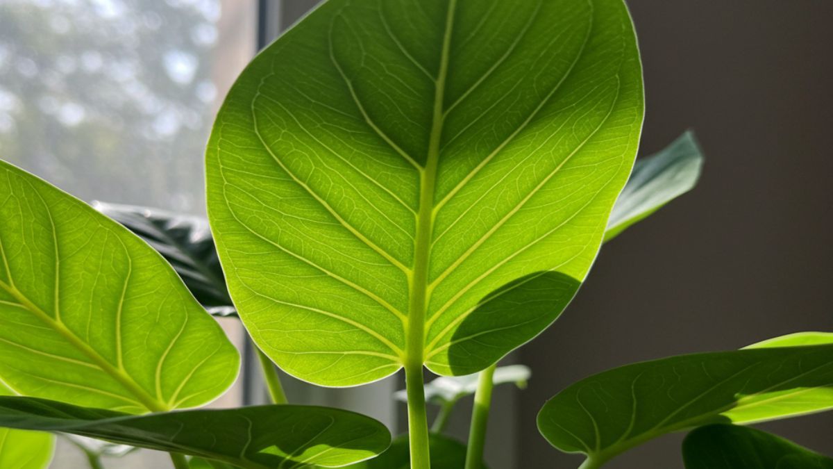 Este es el significado de regalar una planta de potus