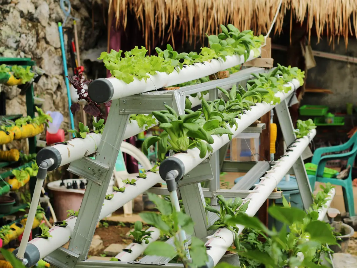 Guía práctica para crear tu huerta hidropónica en casa