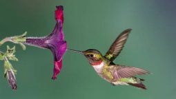 Cuánto pesa y cuánto mide el colibrí
