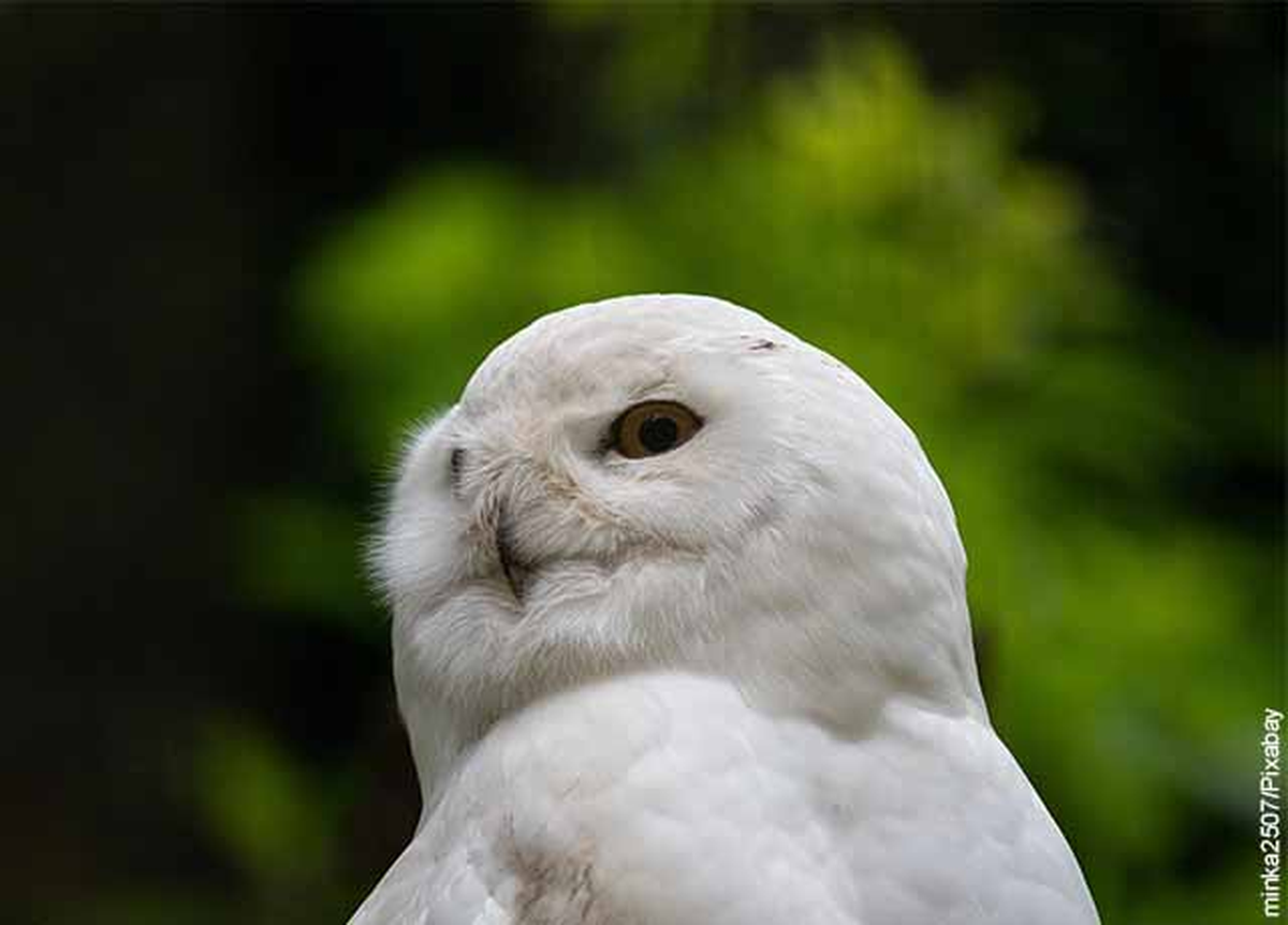 Qué simboliza el búho blanco