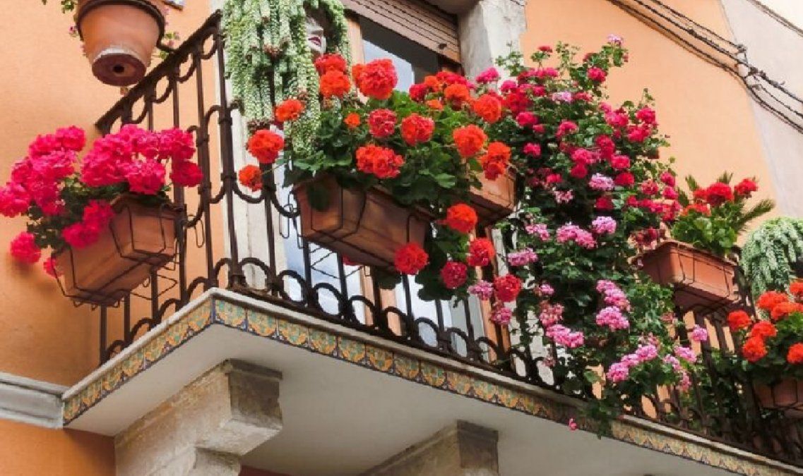 5 plantas ideales para el balcón o la terraza