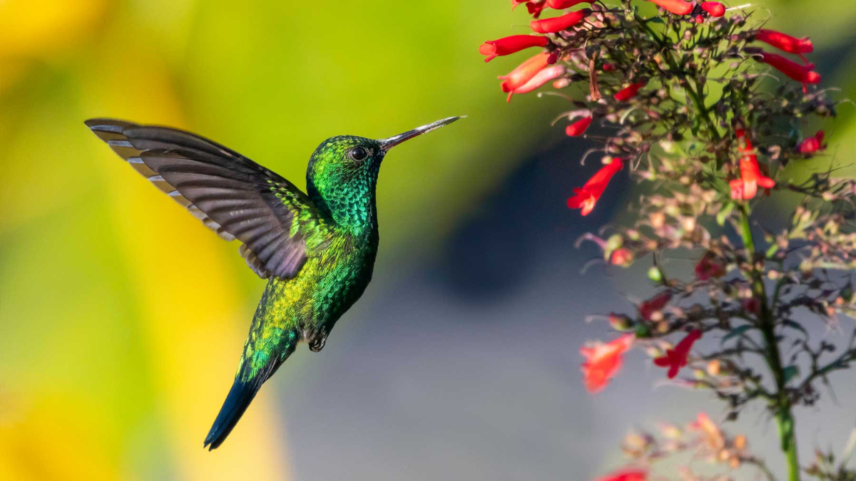 Qué flores prefiere el colibrí
