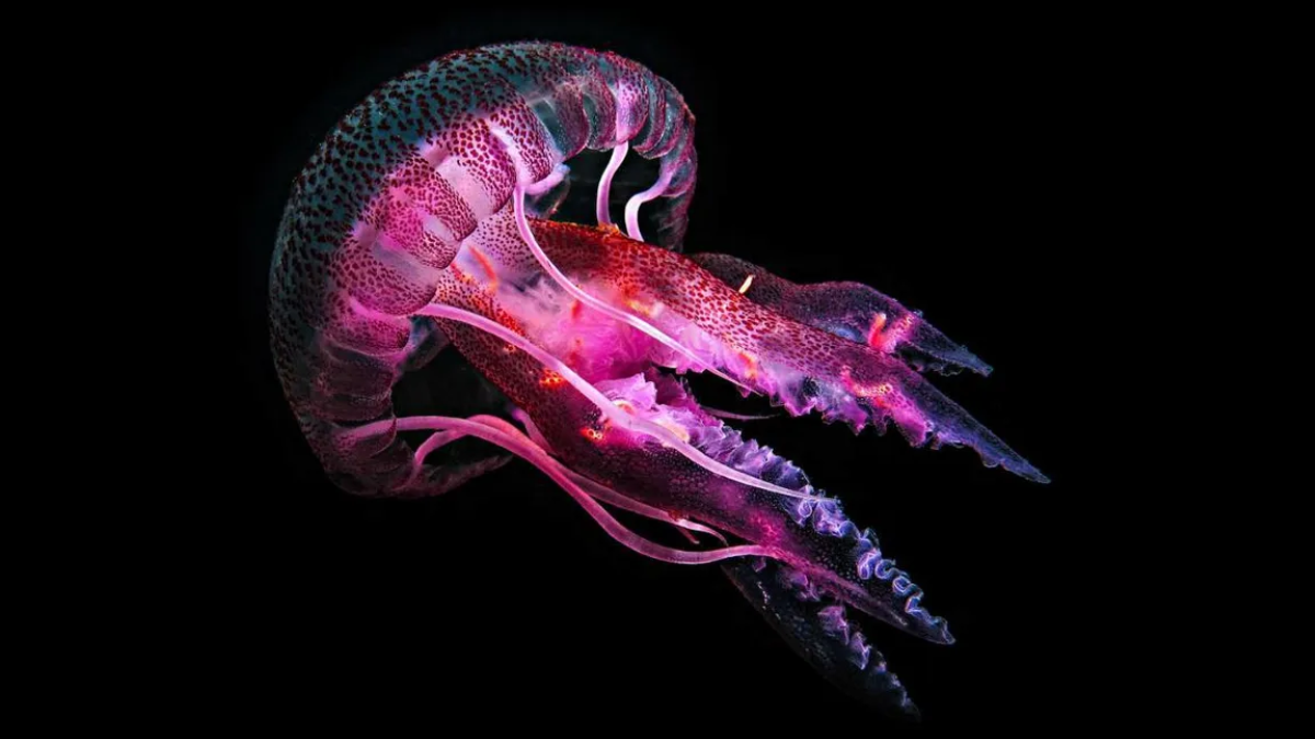 De dónde salió la esplendorosa medusa roja descubierta por el CONICET ...